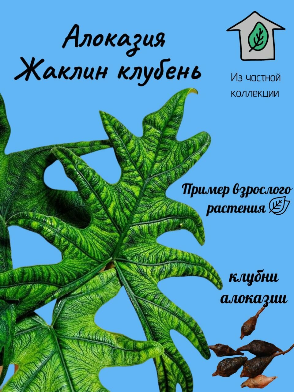 Алоказия Жаклин/ клубень