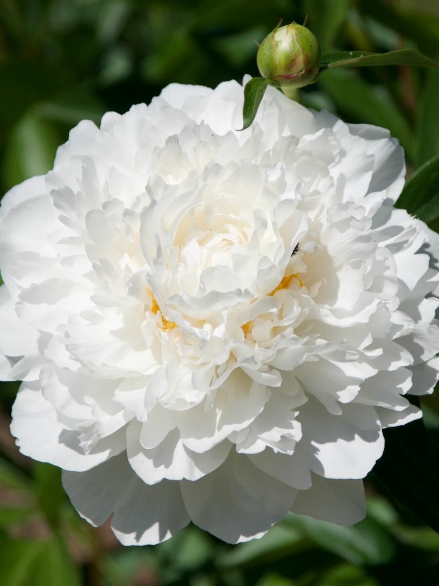 Пион Holland Bulb Market "Вайт", 1 шт, многолетник, высота 80 см