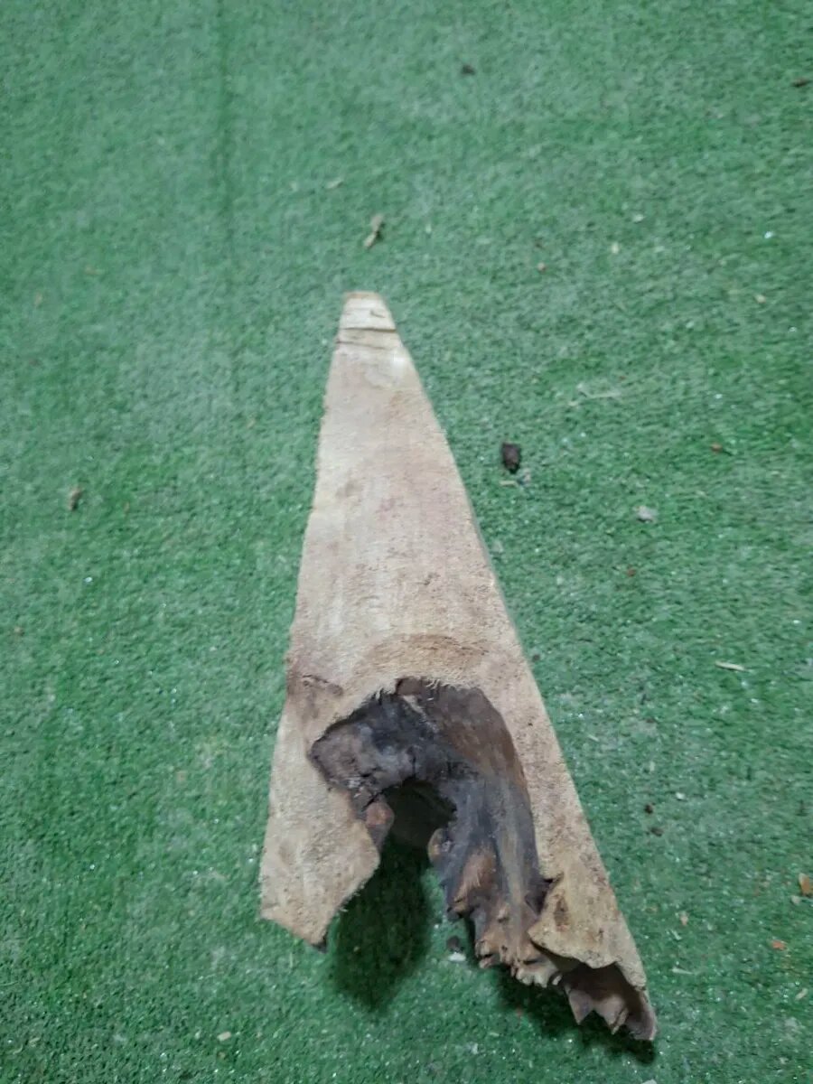 Слэб массив каповый тополь (300-100-100мм)