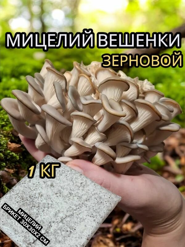 Мицелии Вешенки зерновой (штамм М5) - 1 кг