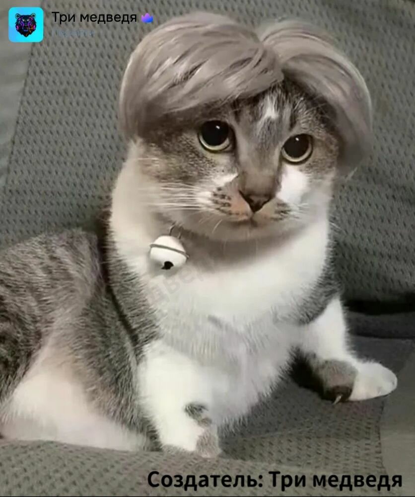 Парик для кошек и мелких собак