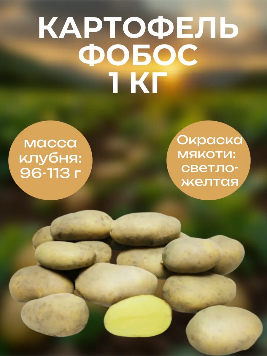 Картофель семенной Фобос, 1 кг