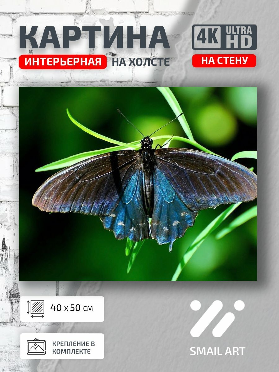 Картина на холсте интерьерная 40 на 50 на стену Бабочка Mood для студии атмосфера интерьер