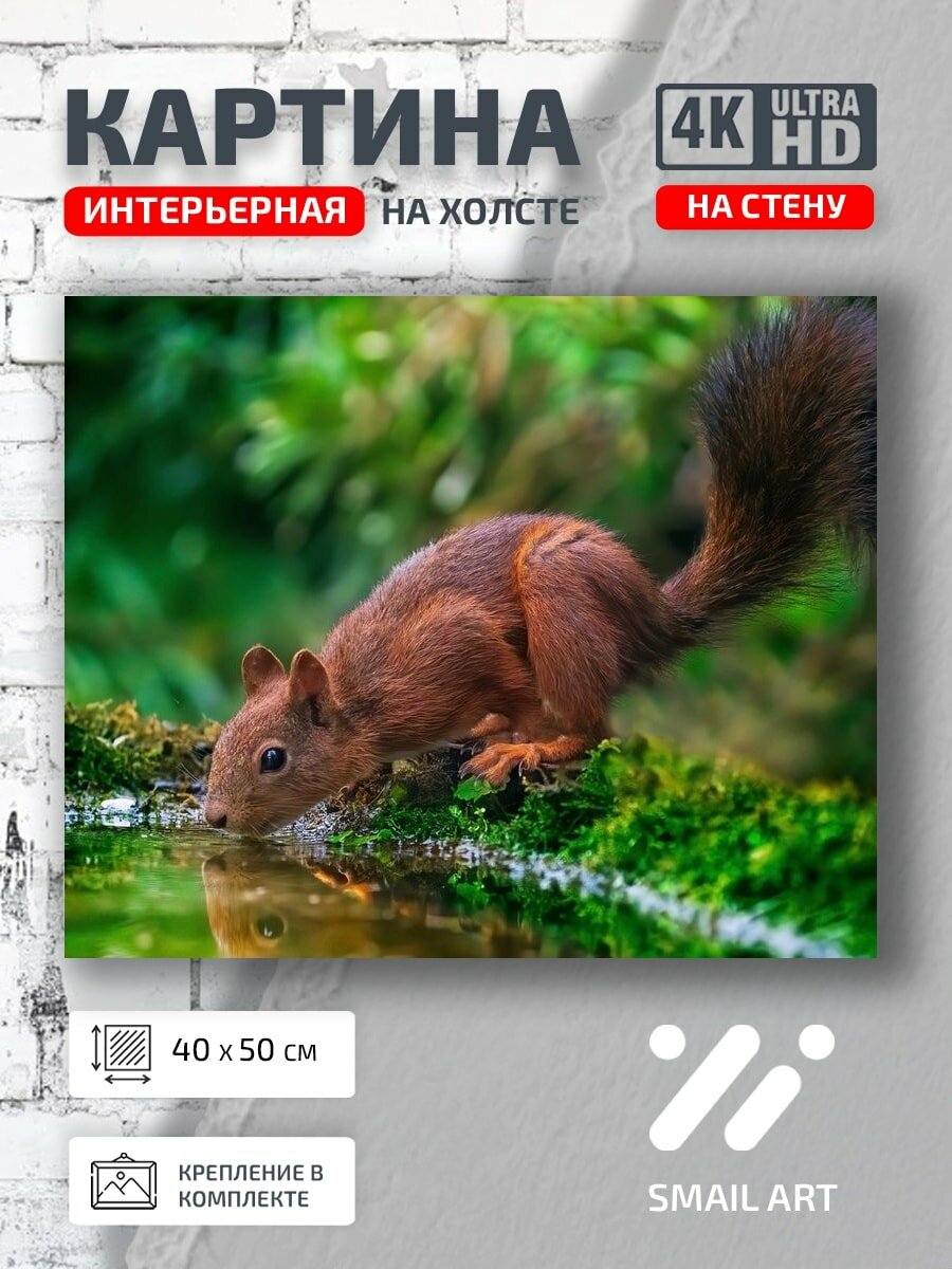 Картина на холсте интерьерная 40 на 50 на стену Животные белка для офиса атмосфера