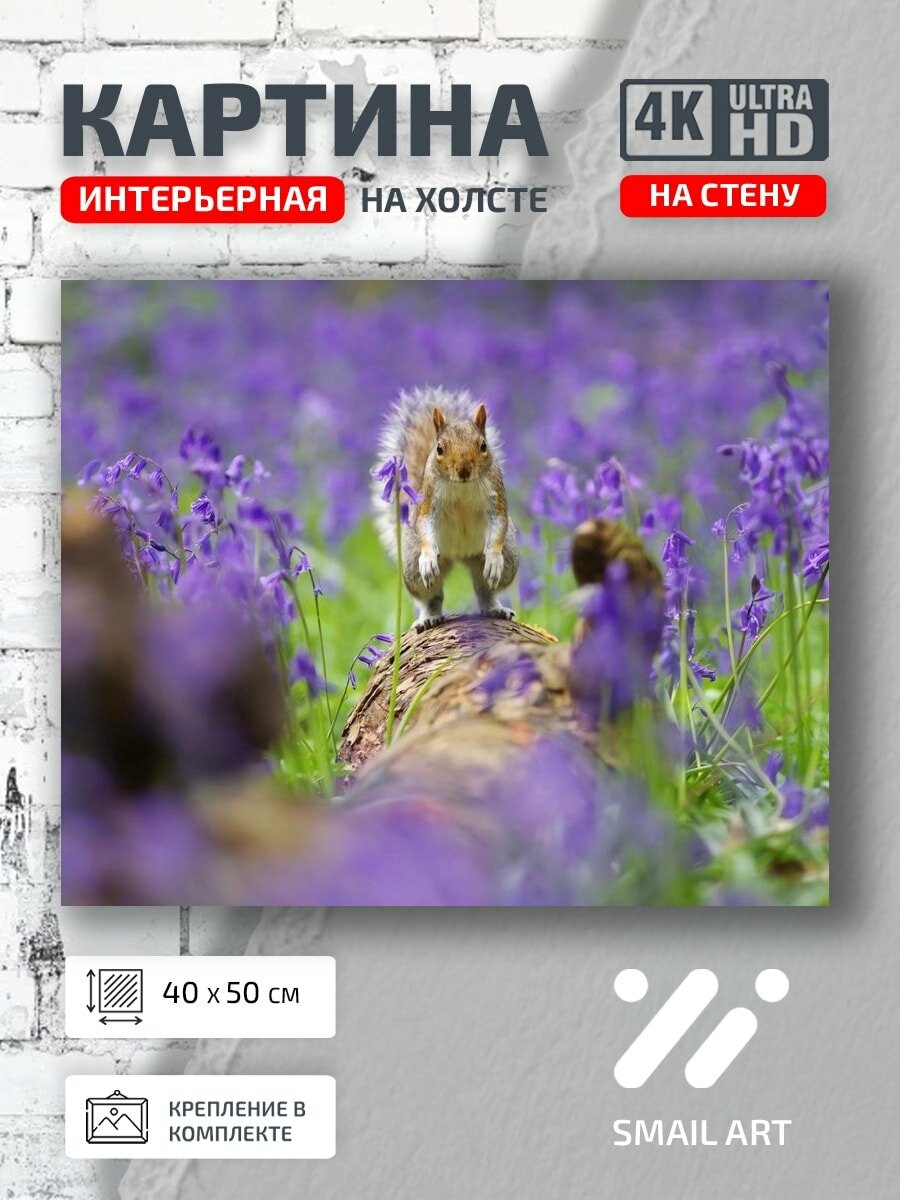 Картина на холсте интерьерная 40 на 50 на стену Животные Белка для студии атмосфера