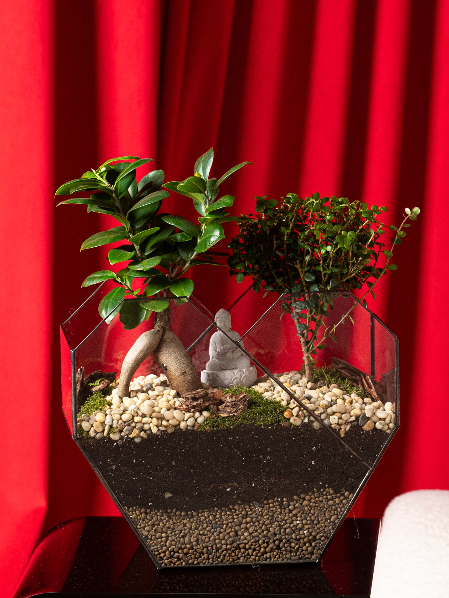 Geo Glass: Мирт комнатный и Фикус Бонсай , стеклянное кашпо "Сердце" 30-35 см