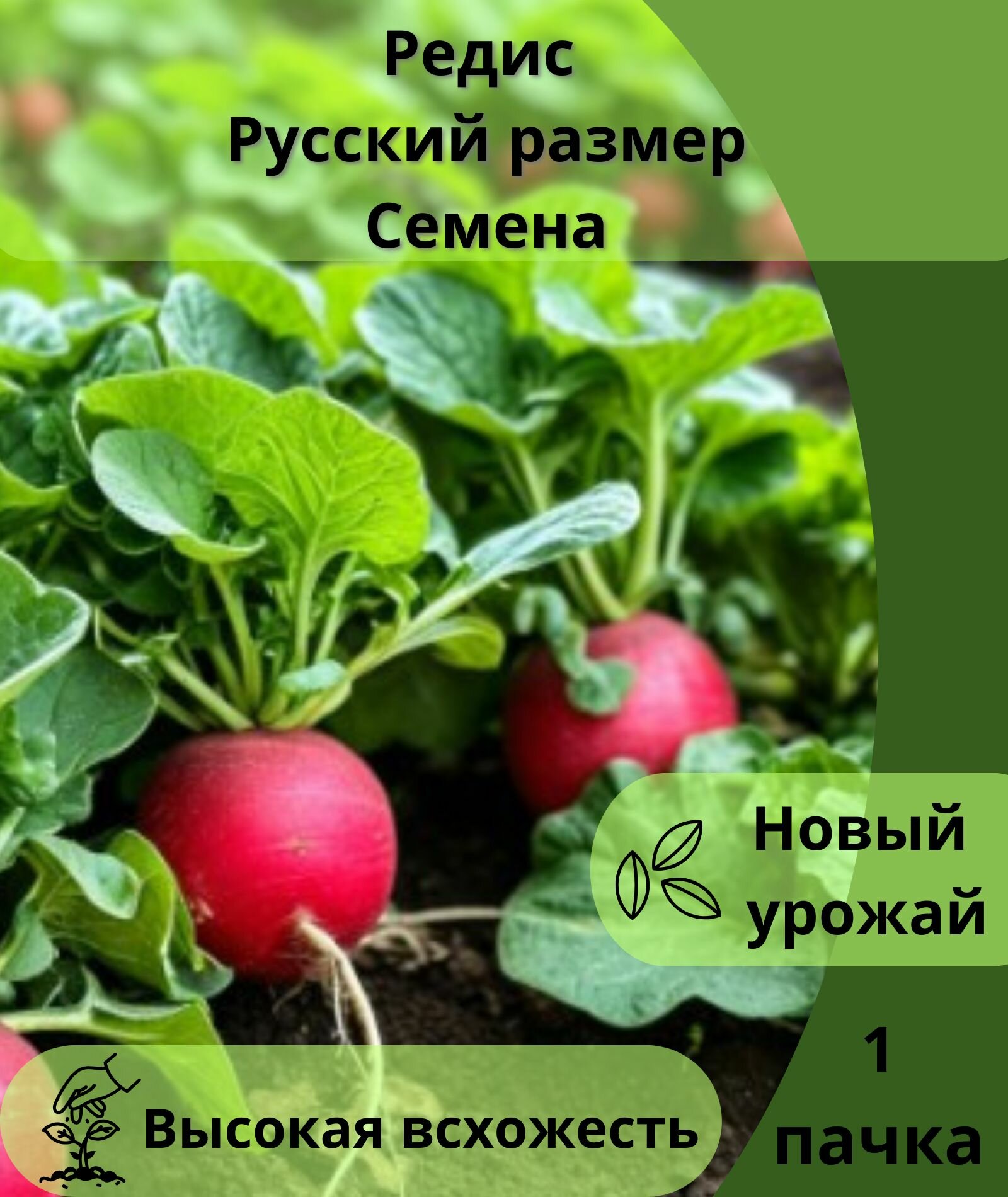 Редис Русский Размер, семена 10шт
