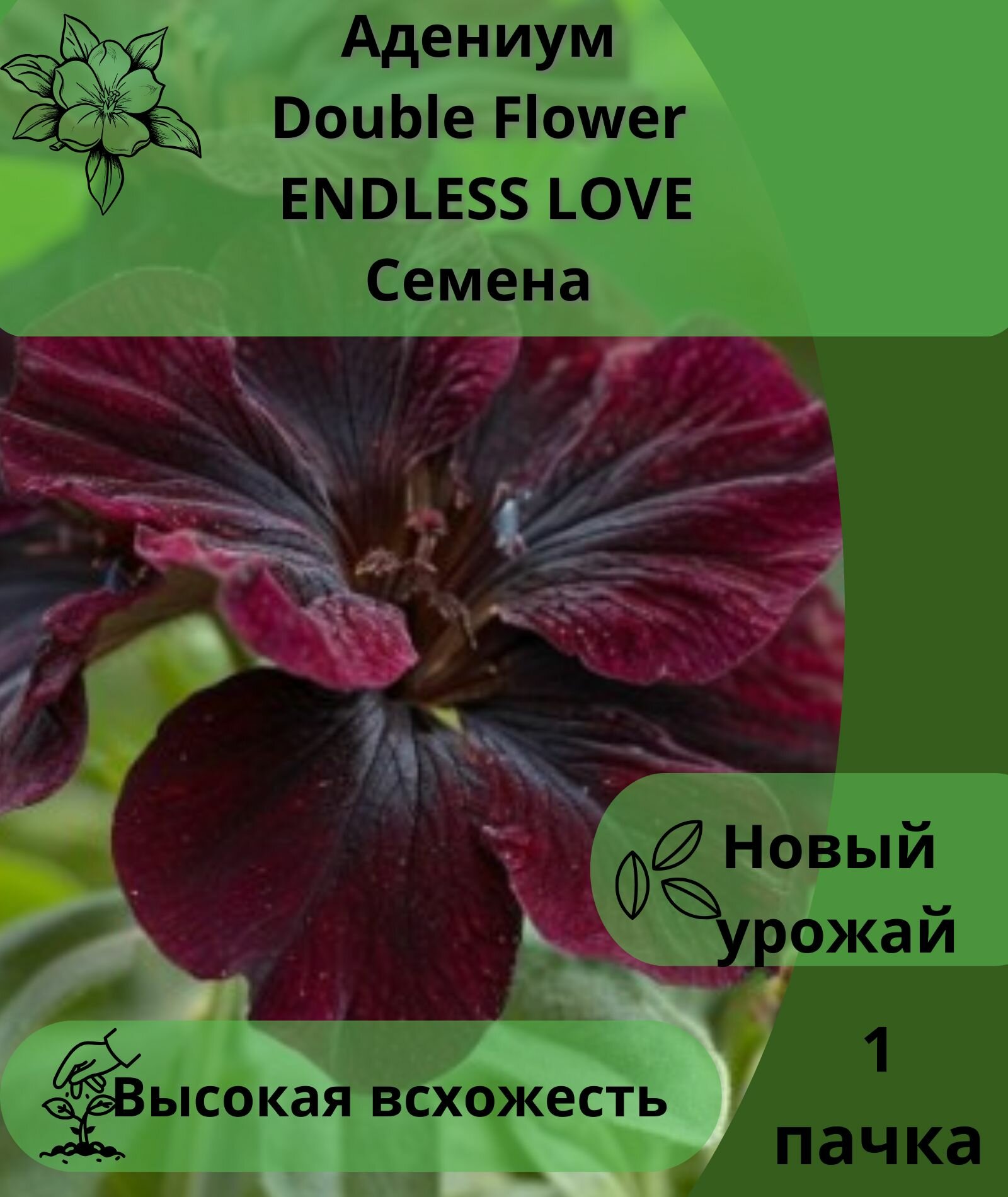 Адениум Double Flower EXOTIC PURPLE, семена 3 шт.
