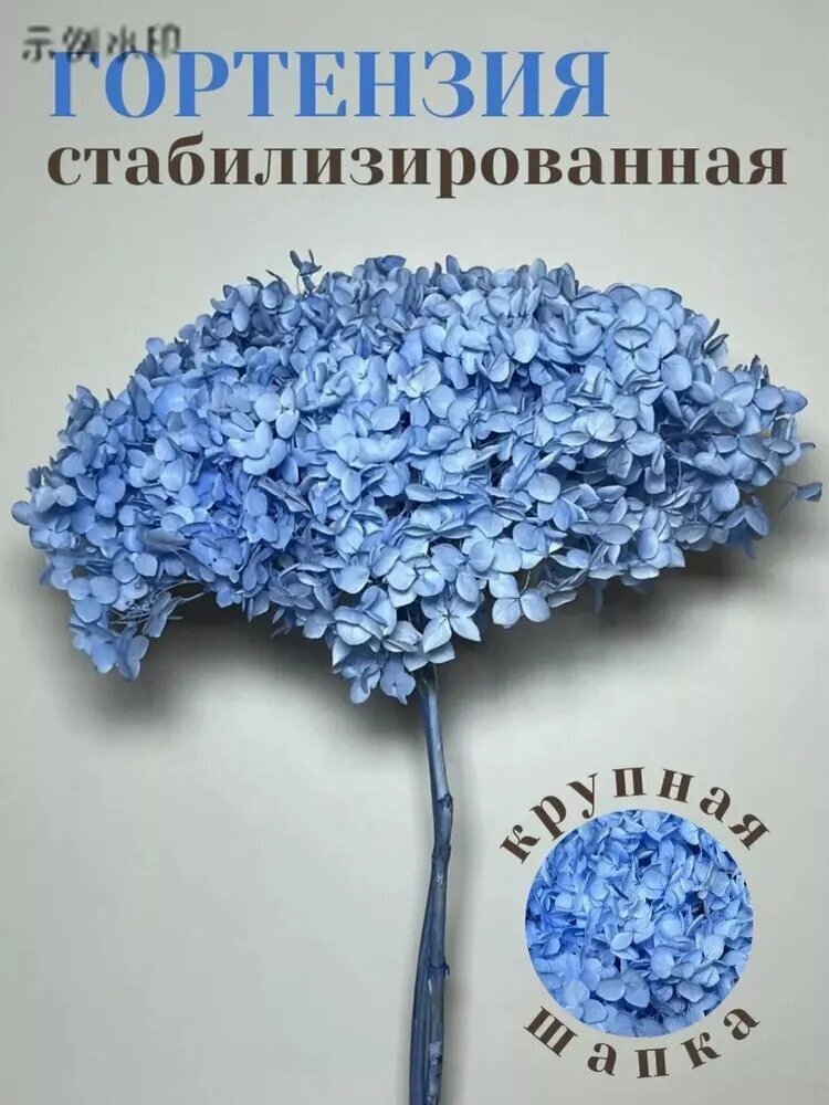 Стабилизированные цветы Гортензия, 55 см, 50 гр, 1 шт
