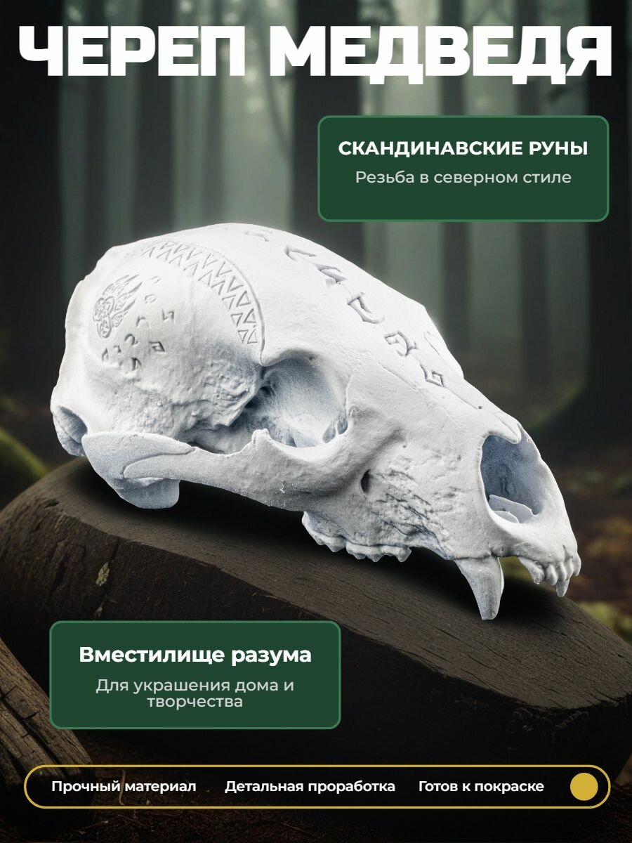 Скандинавский череп медведя - Берсерк