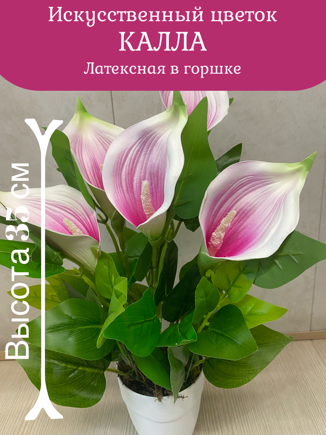 Калла в горшке №8 нежно-бордовая от "Лотос"