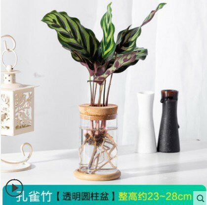 Каладиум Caladium Fragrans в горшке, гидропонное растение, офисное настольное растение, легко выращивать, маленькое зеленое растение для рабочего стола