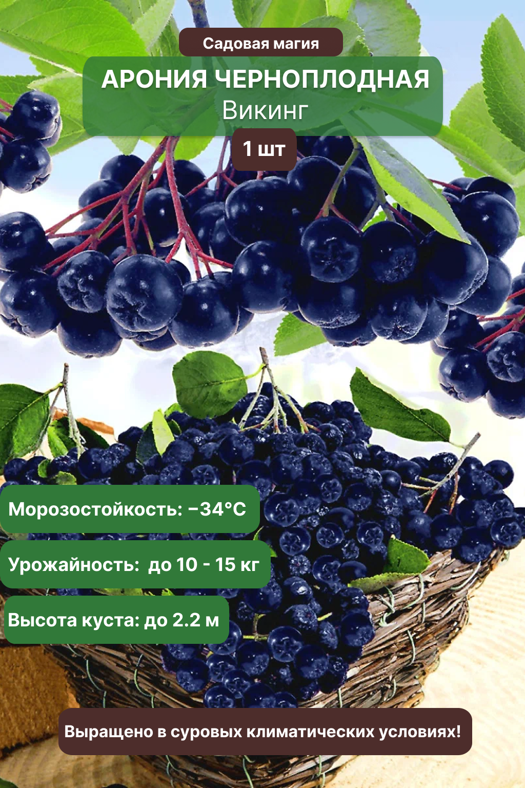 Арония черноплодная "Викинг" / среднеспелый, морозостойкий сорт
