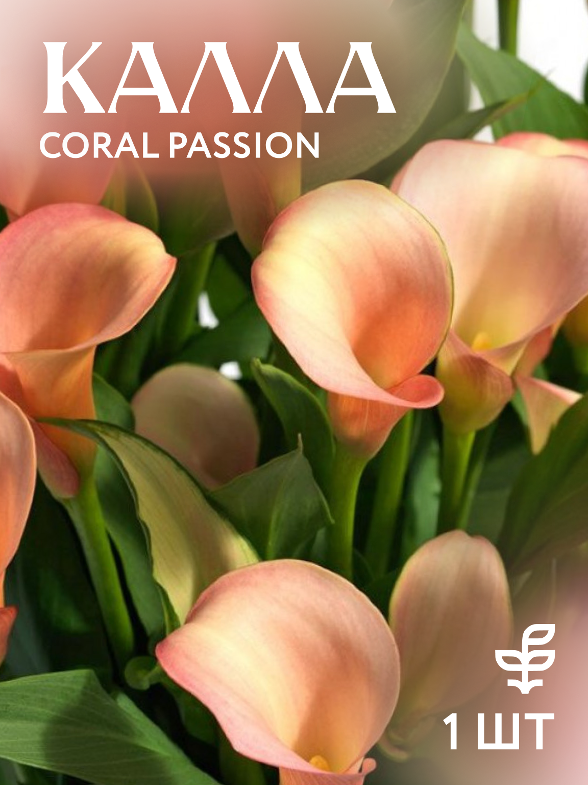 Каллы луковицы цветов многолетних