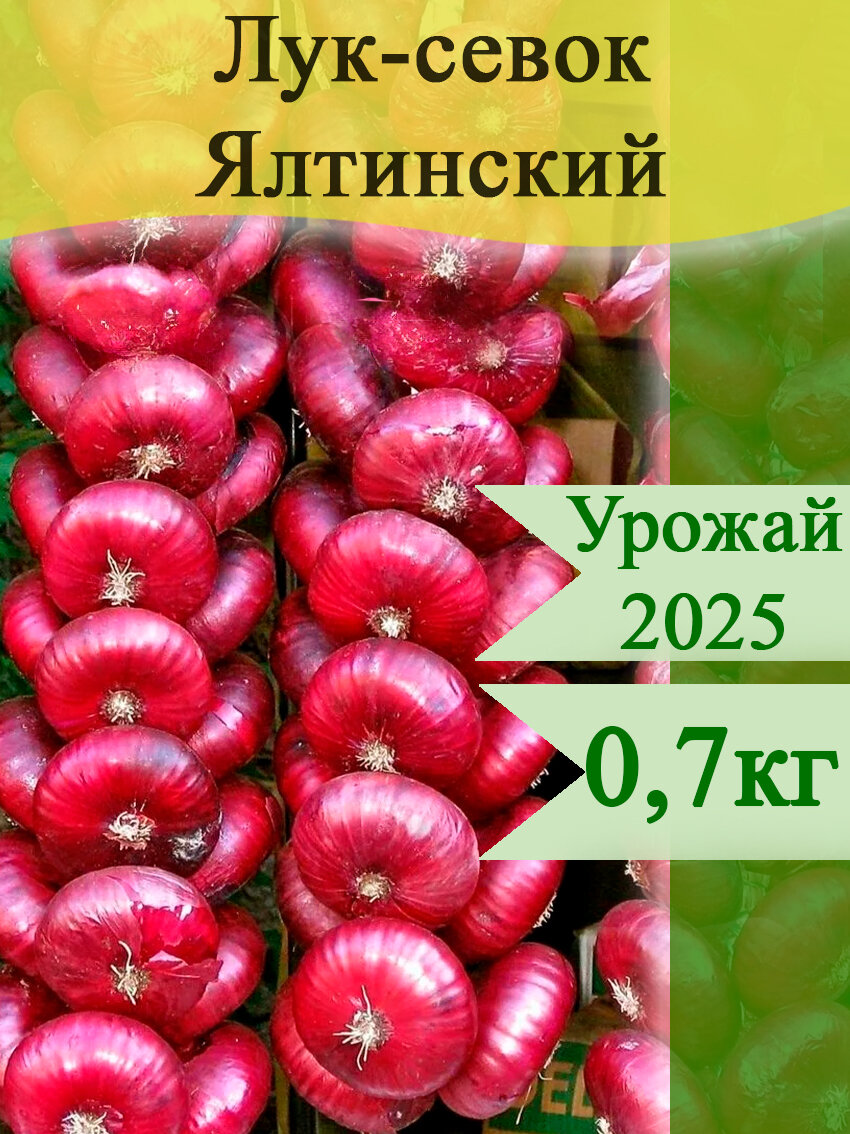 Лук севок Ялтинский красный 0,7кг