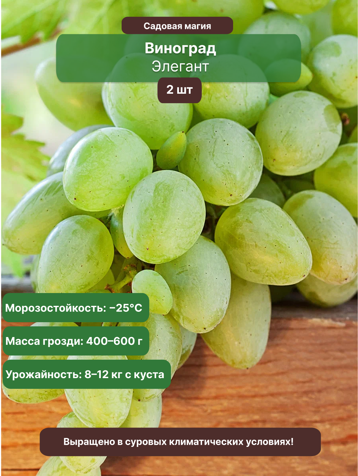 Виноград Элегант 2 шт / столовый сверхранний, морозостойкий сорт