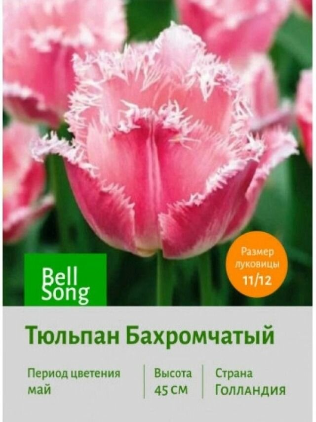 Тюльпан Белл Сонг (Bell Song) бахромчатый луковицы 3 шт сотка