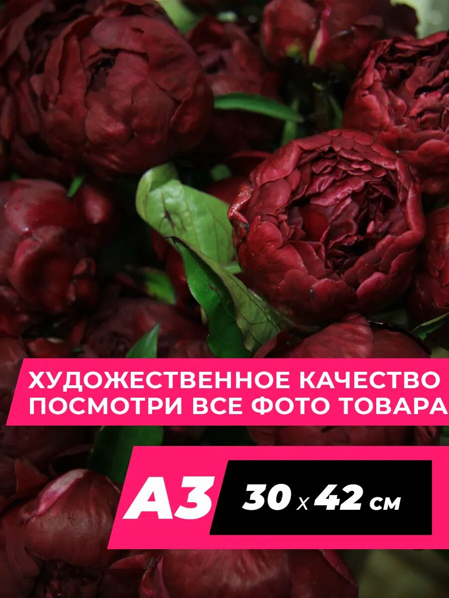 Постер пионы на стену 93 Paeonia A3, матовая фотобумага премиум качества