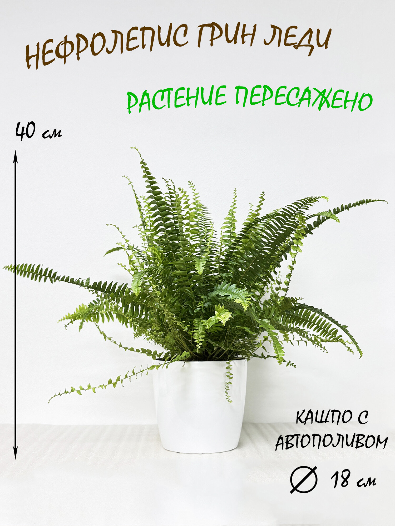 Нефролепис Грин Леди в белом кашпо с автополивом, высота 40-45см