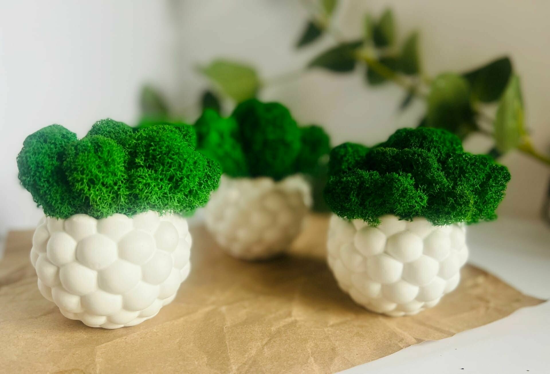 Кашпо со стабилизированным мхом/кашпо Bubbles/набор из 3 кашпо/стабилизированный мох/гипсовый декор/подарочный набор
