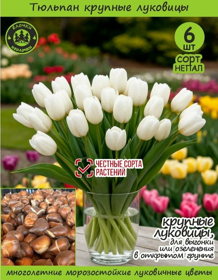 Тюльпан Луковица, Непал, 6 шт крупные