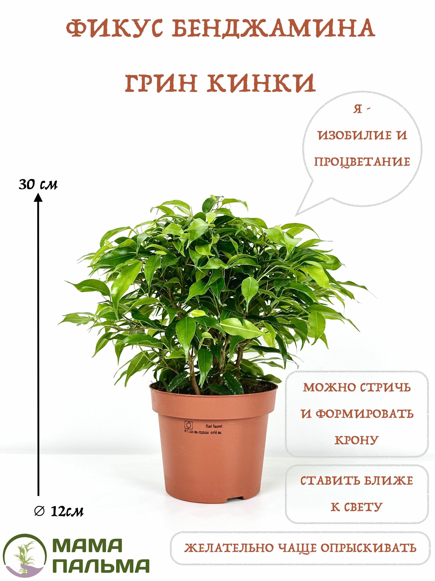 Живое растение Фикус Бенджамина Грин Кинки в горшке D12 высота 30 см