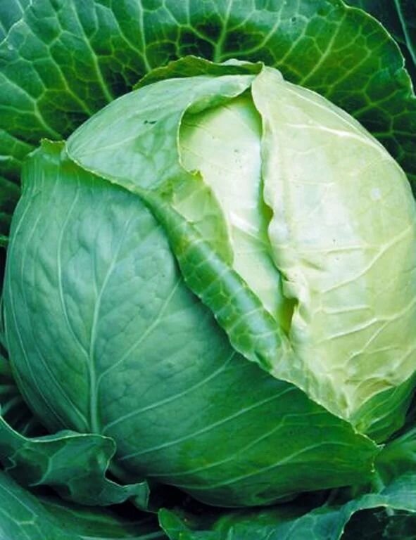 Коллекционные семена капусты б/к F1 Харрикейн/