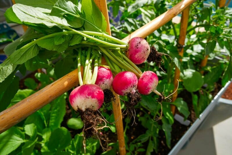 Коллекционные семена редиса Немо, 2 пачки в комплекте