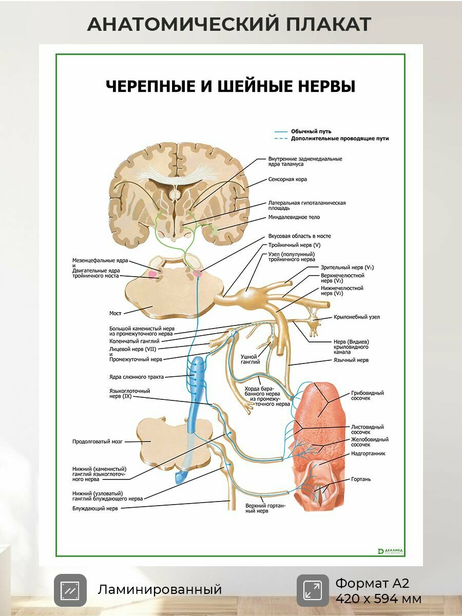Обучающий медицинский плакат ламинированный формат А2 Черепные и шейные нервы