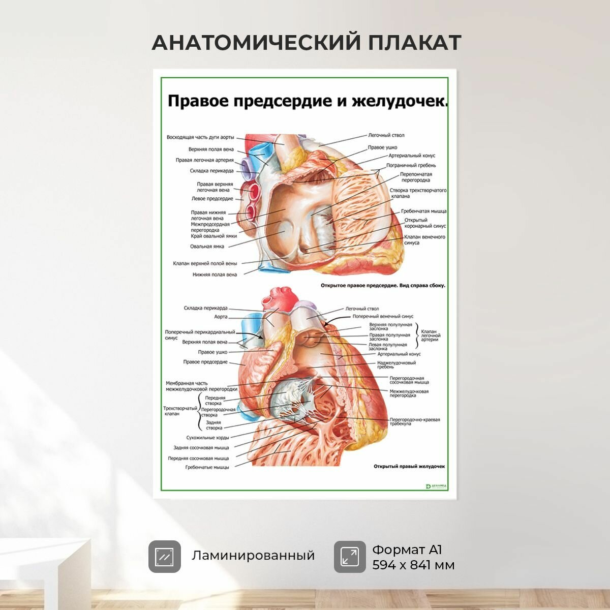 Обучающий медицинский плакат анатомия Правое предсердие и желудочек А1