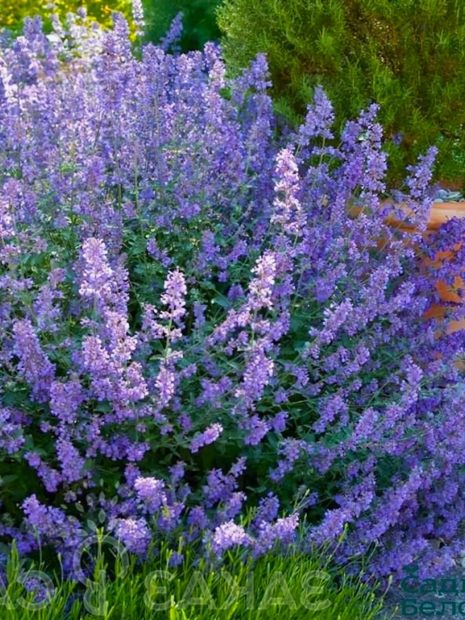 Котовник Фассена Блю Вандер Blue Wonder многолетний фиолетовый 30см