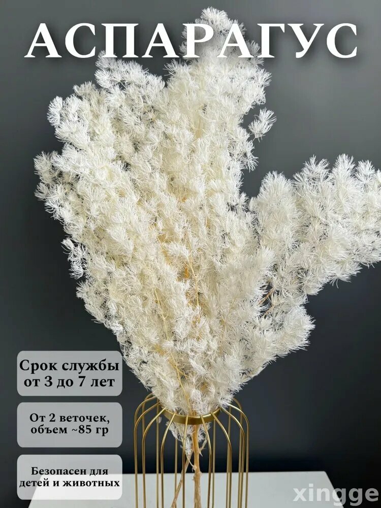 Стабилизированные цветы Аспарагус, 60 см, 85 гр, 1 шт