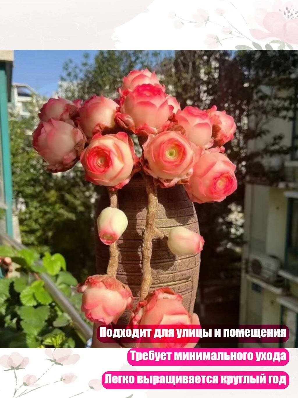 Семена горного розового суккулента, Розы с любовным письмом, 50 штук