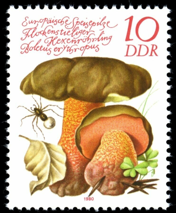 (1980-083) Марка Германия (ГДР) "Дубовик крапчатый" Грибы III гашеная