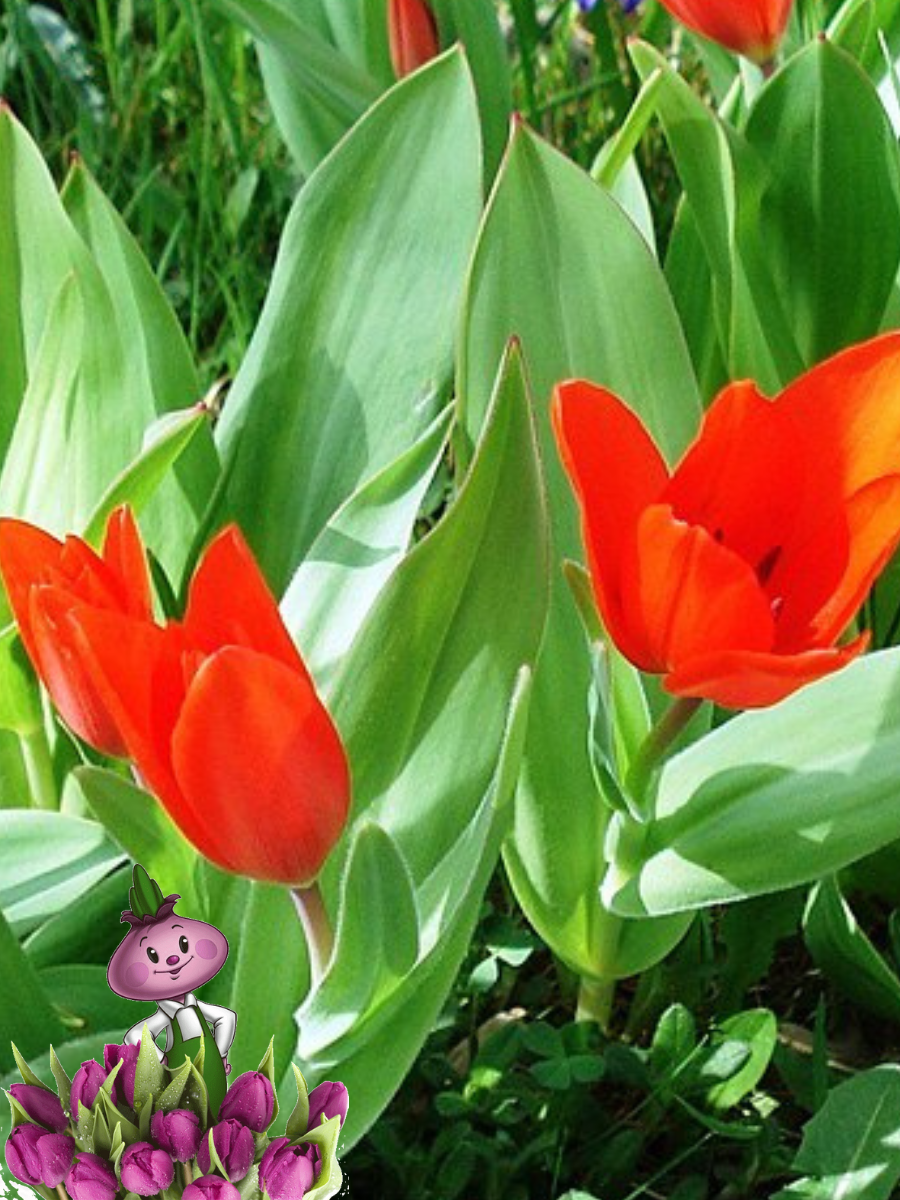 Луковицы цветов, chipollino flowers, тюльпан PARK TIGER (3 луковицы), низкорослый