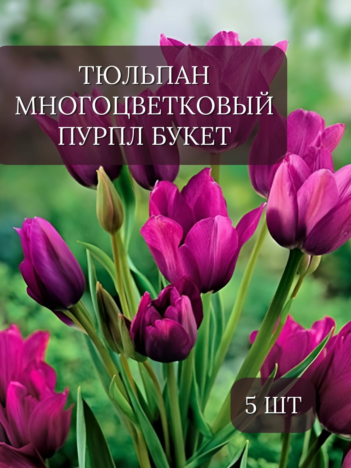 Тюльпан многоцветковый Пурпл Букет 5 шт.
