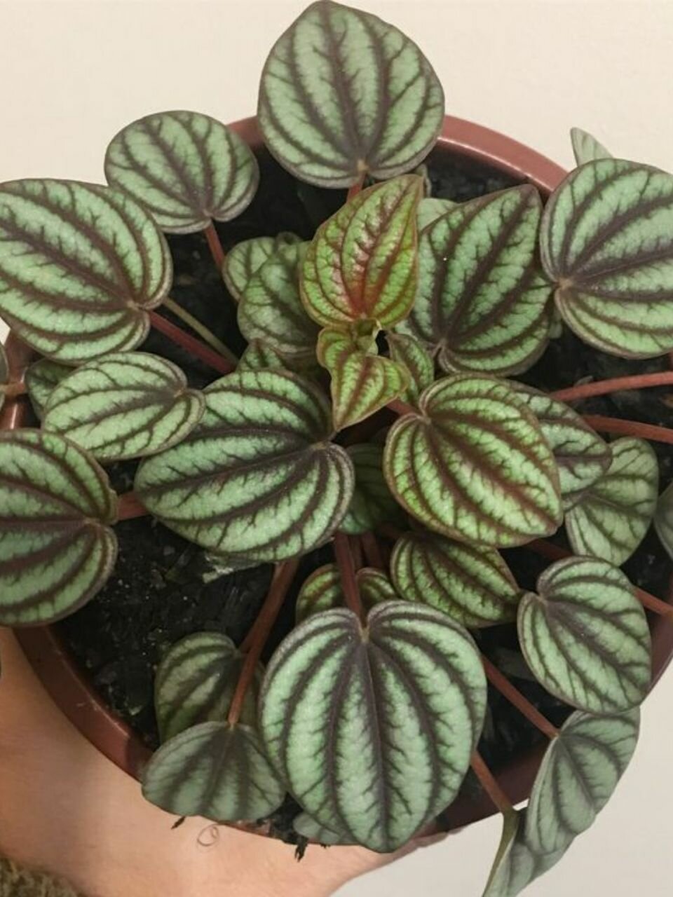 Пеперомия "Пикколо" GREEN TOWN, ампельная, в коробке, высота 9 см