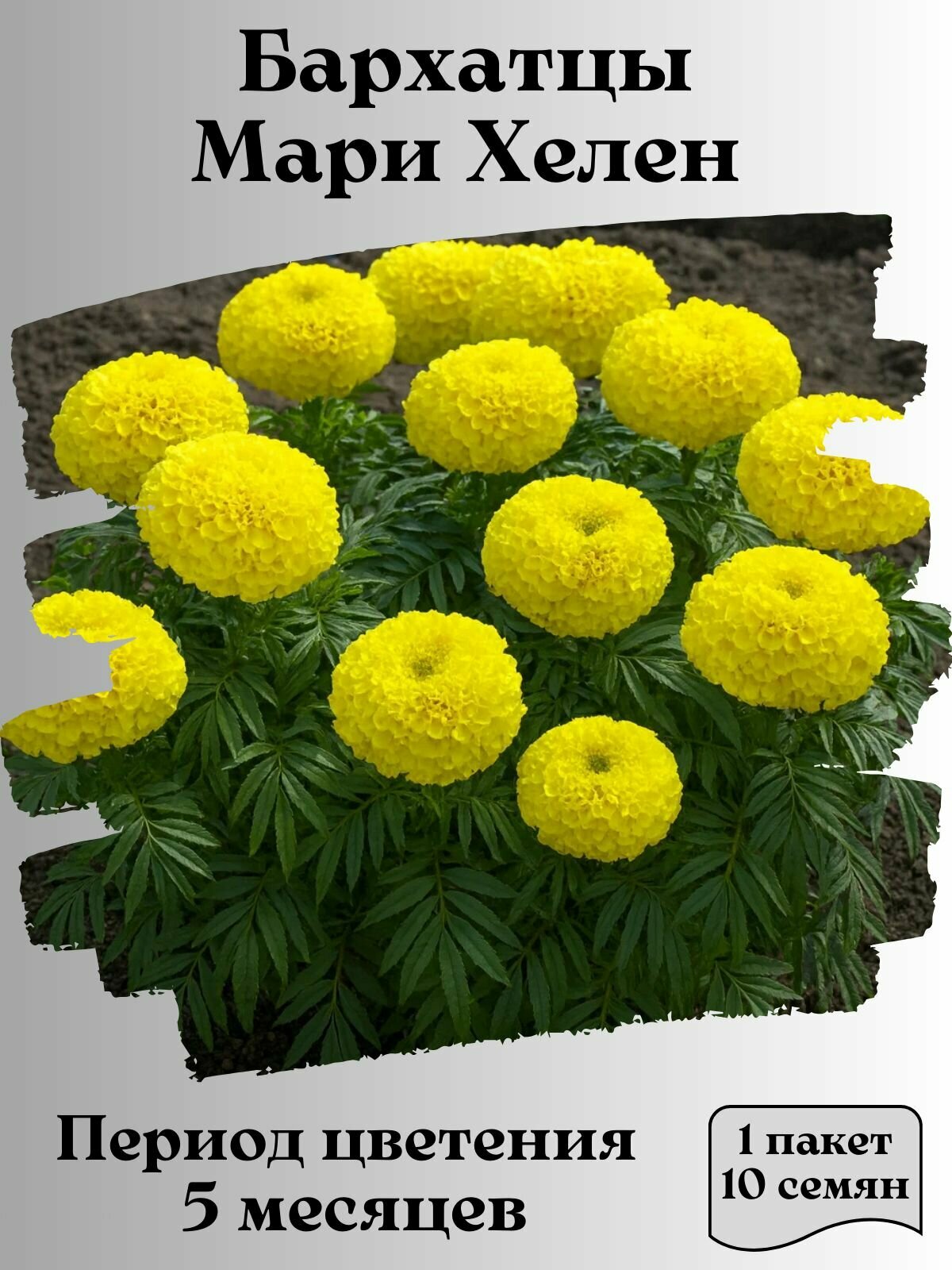 Бархатцы Мари Хелен, семена, 10 шт, 15 гр.