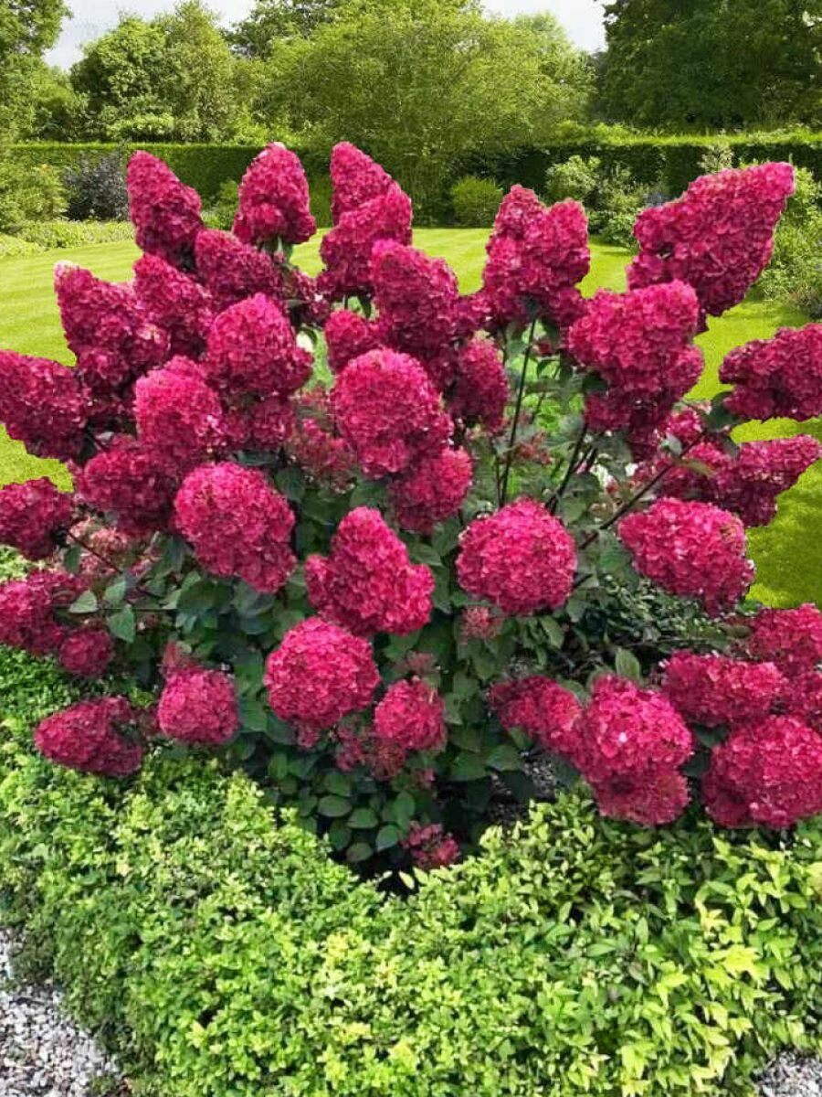 Гортензия Самарская Лидия, морозостойкая многолетник, высота 1.3 м, цветы малиновые