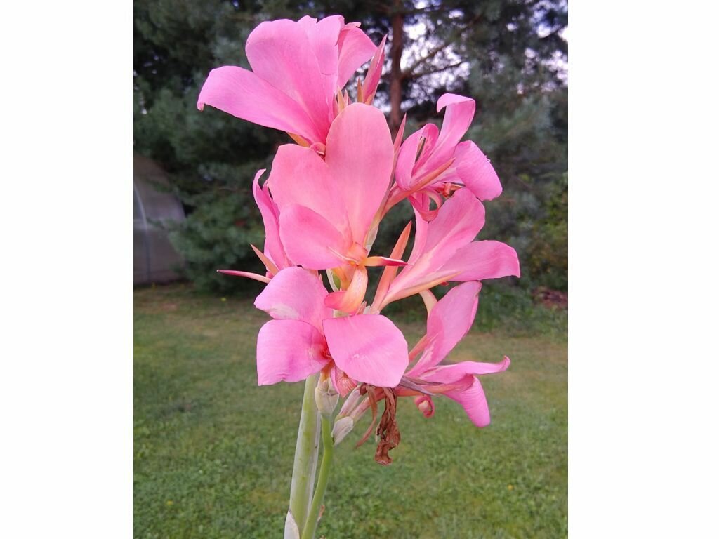 Канна водная Розовая . Canna glauca Erebusанна клубень 1 шт.