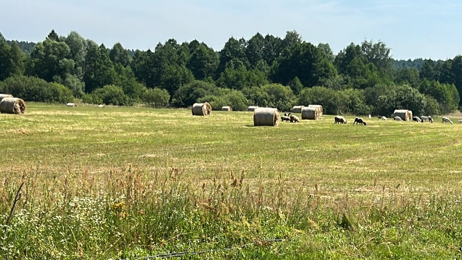Сено луговое 500 гр, для морских свинок, кроликов и грызунов