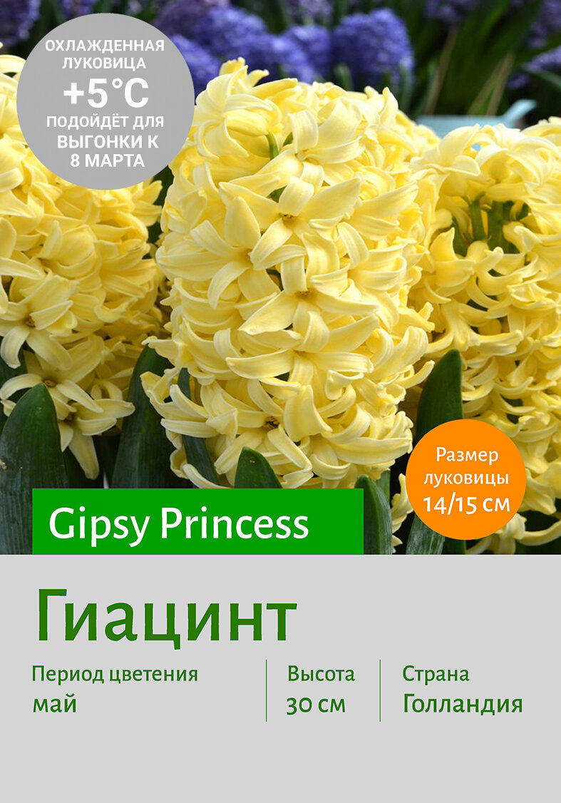 Гиацинт Джипси Принцес (Gipsy Princess) луковицы 20 шт. Сотка