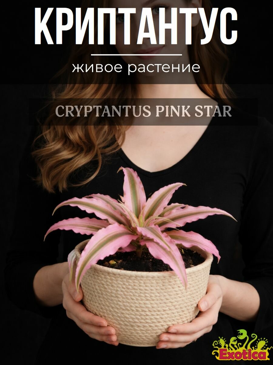 Криптантус Пинк Стар (Cryptantus Pink Star) D5см, домашний цветок