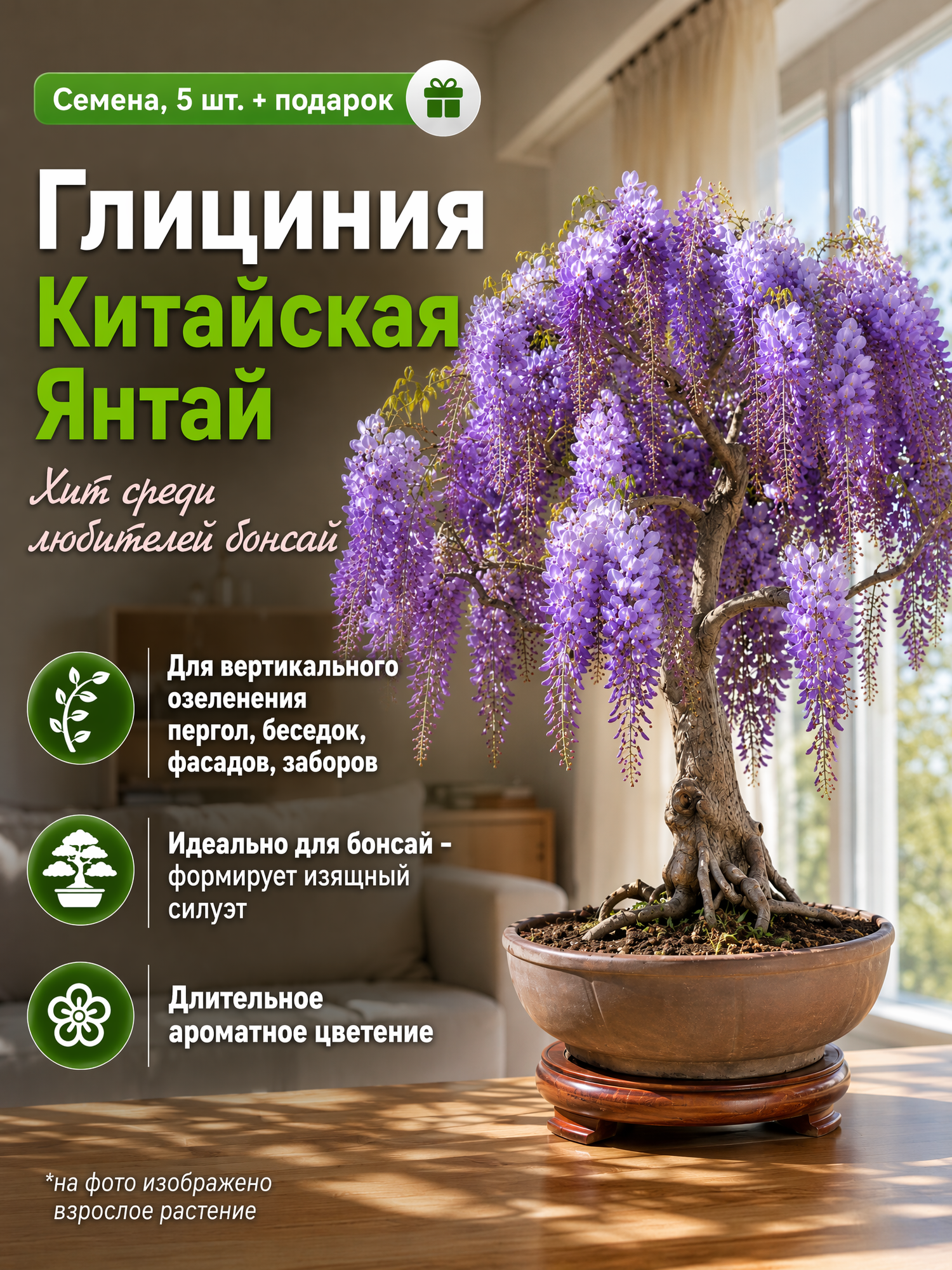 Глициния Китайская Янтай, Семена, 5 шт, семена садовых цветов, декоративная лиана