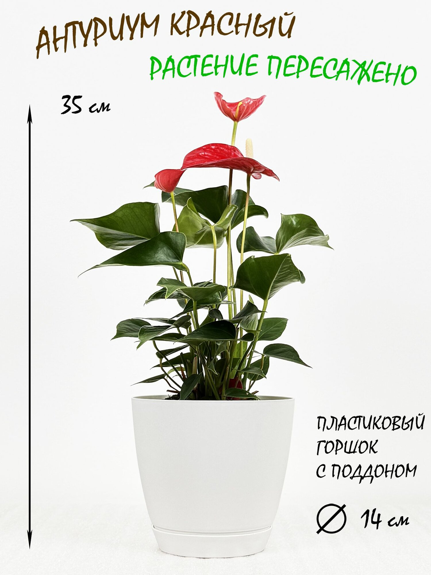 Антуриум красный в белом пластиковом горшке с поддоном, высота 30-35см