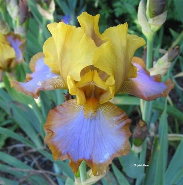 Ирис Браун Лассо