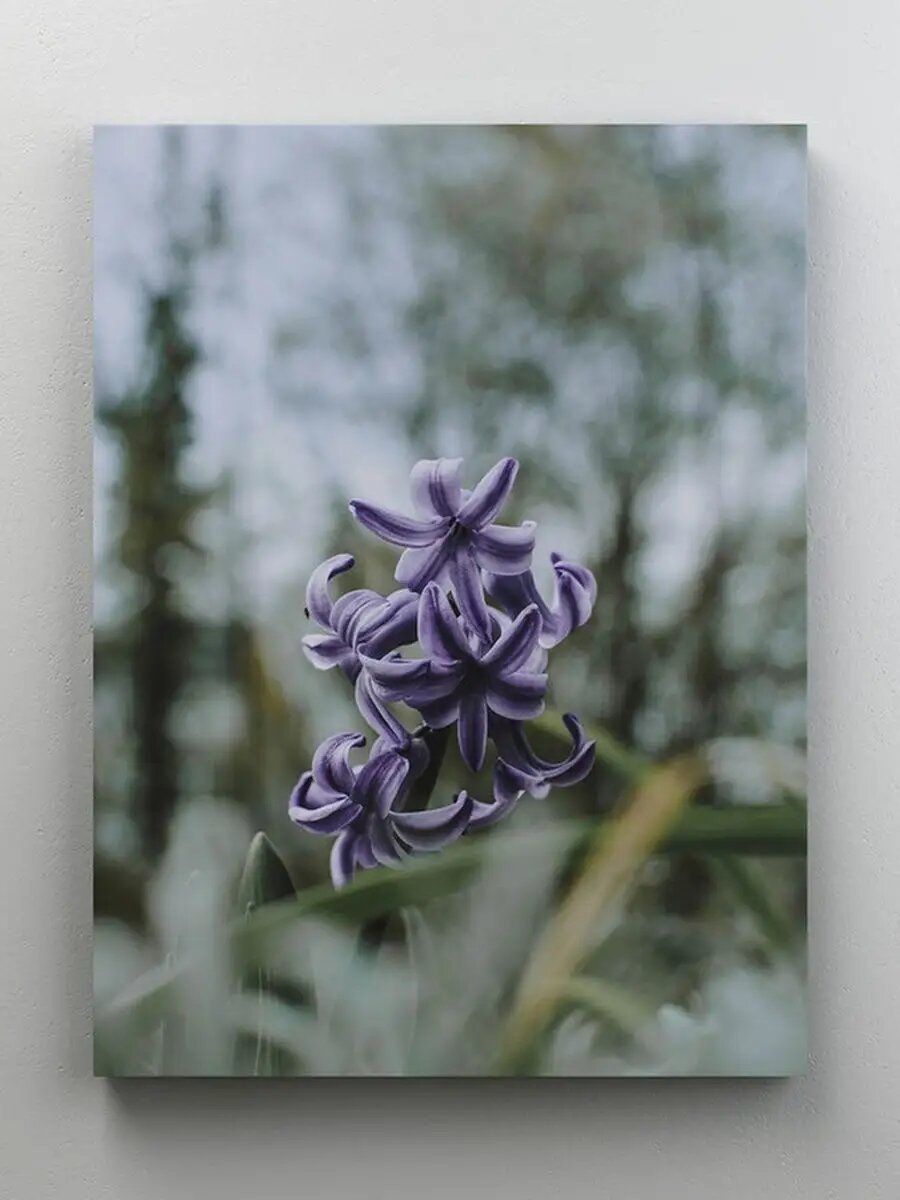 Интерьерная картина на холсте "Одинокий фиолетовый цветок - гиацинт" размер 30x40 см