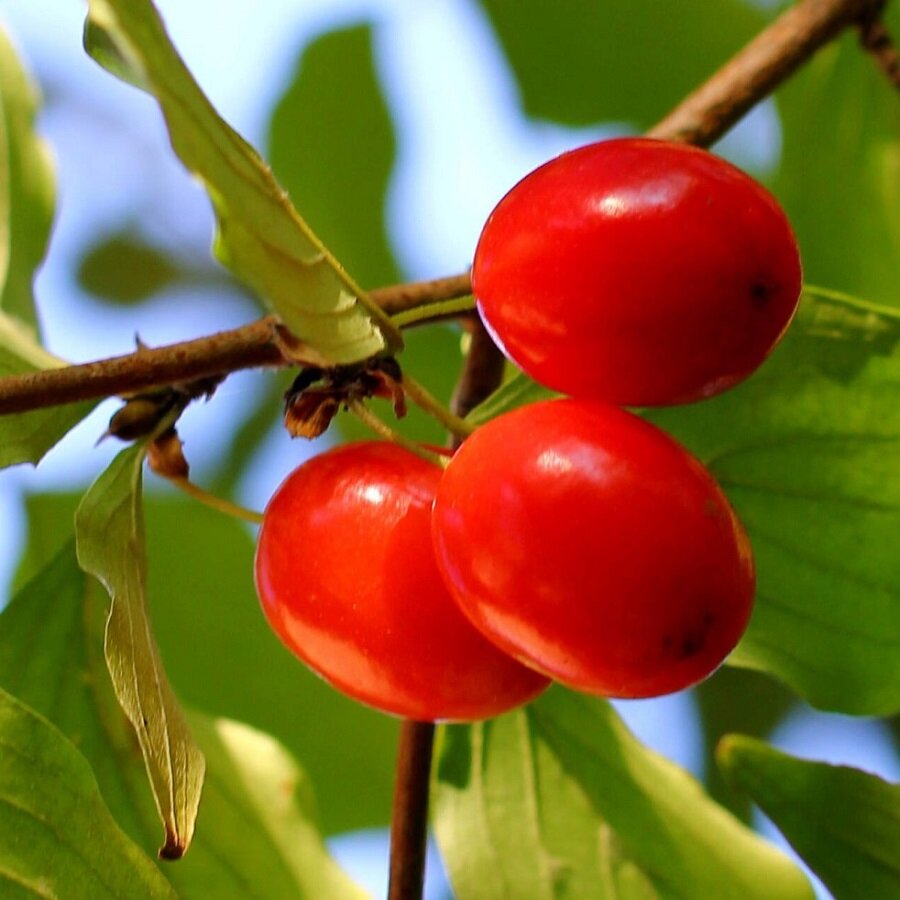 Семена Deodar SEEDS COMPANY Кизил обыкновенный 10 шт.