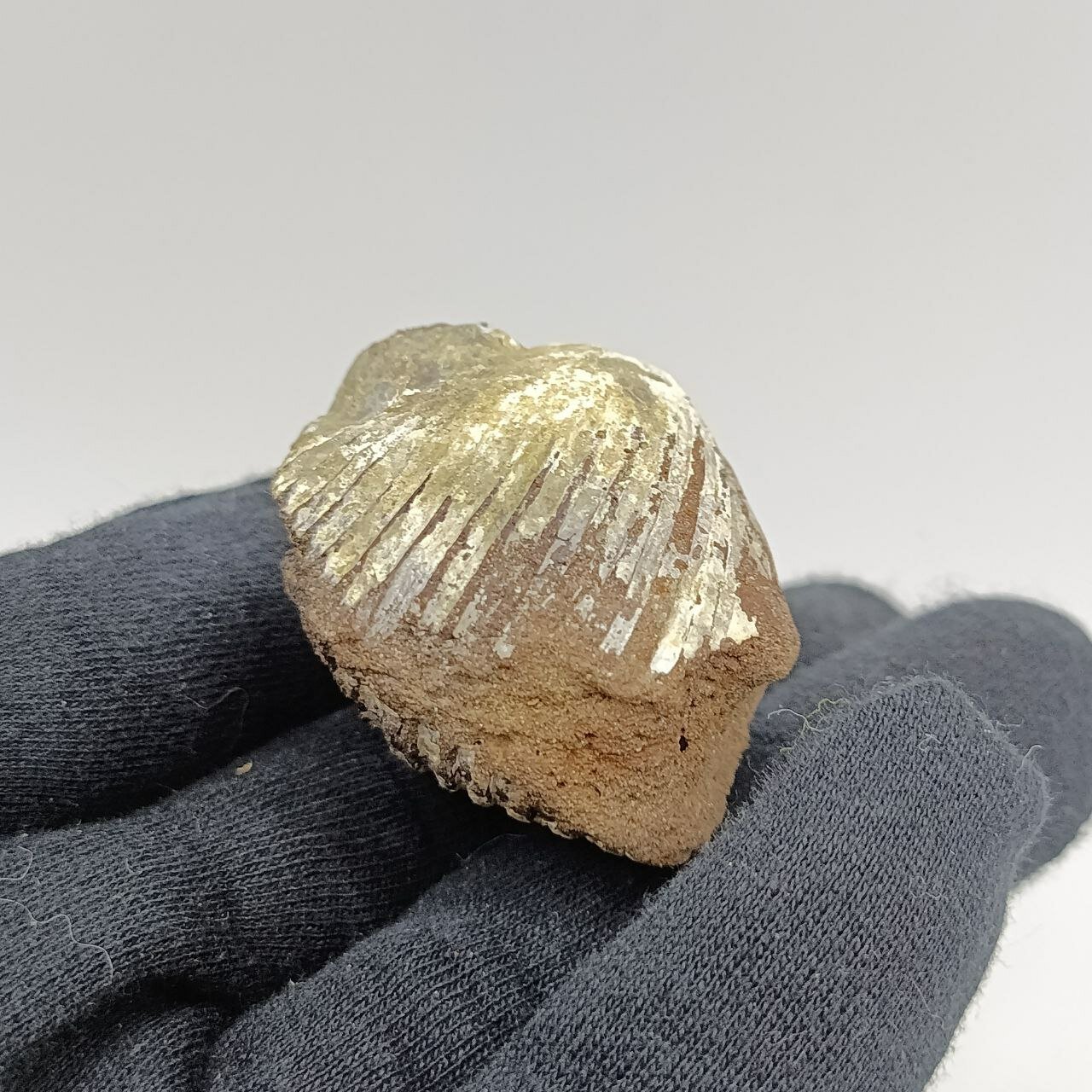 Окаменелость, двустворчатый моллюск Arcicardium, 55 гр.