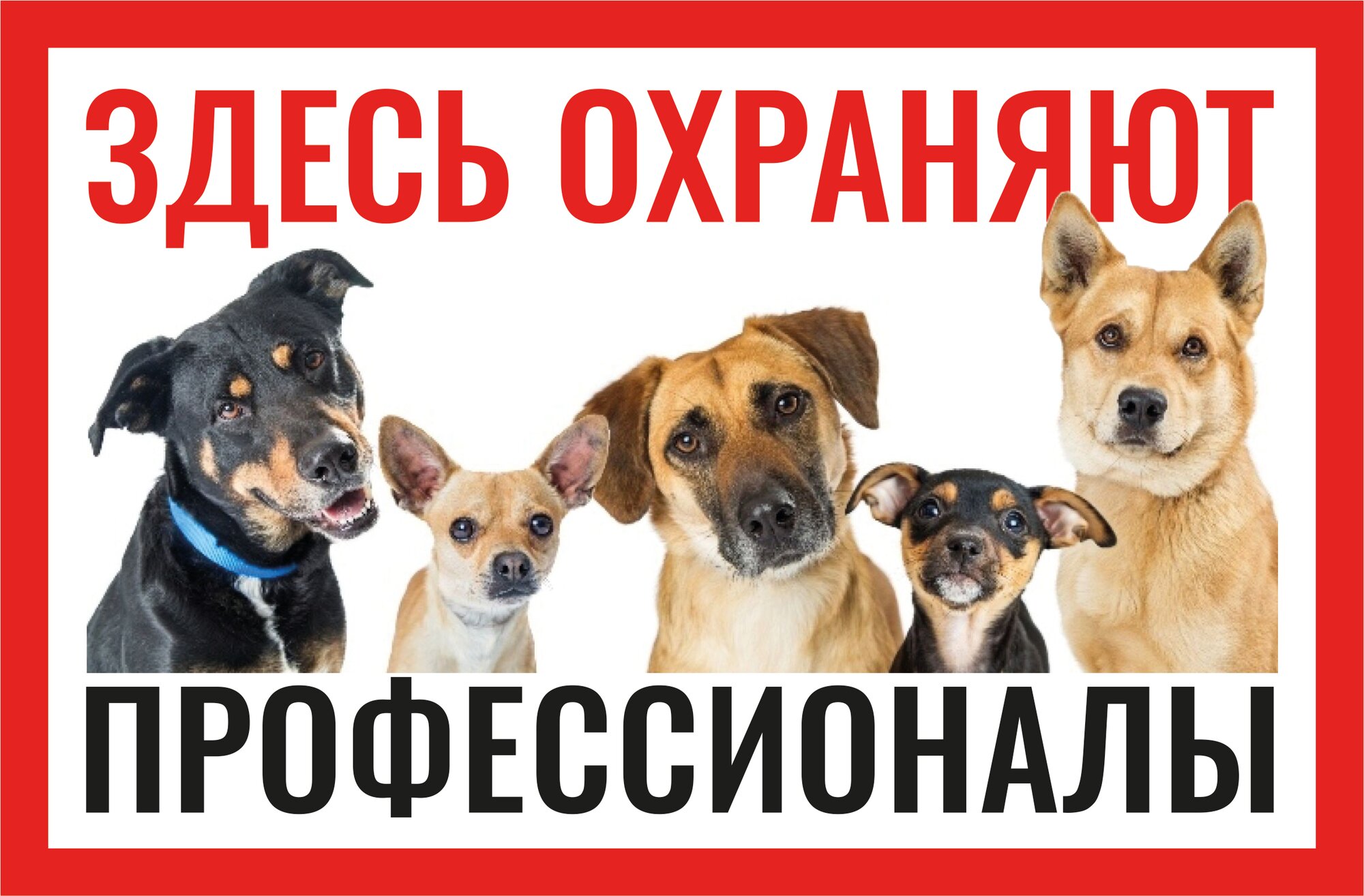 Табличка на забор "Злая собака", предупреждающая, ПВХ 3 мм, УФ печать, размер 17х22 см